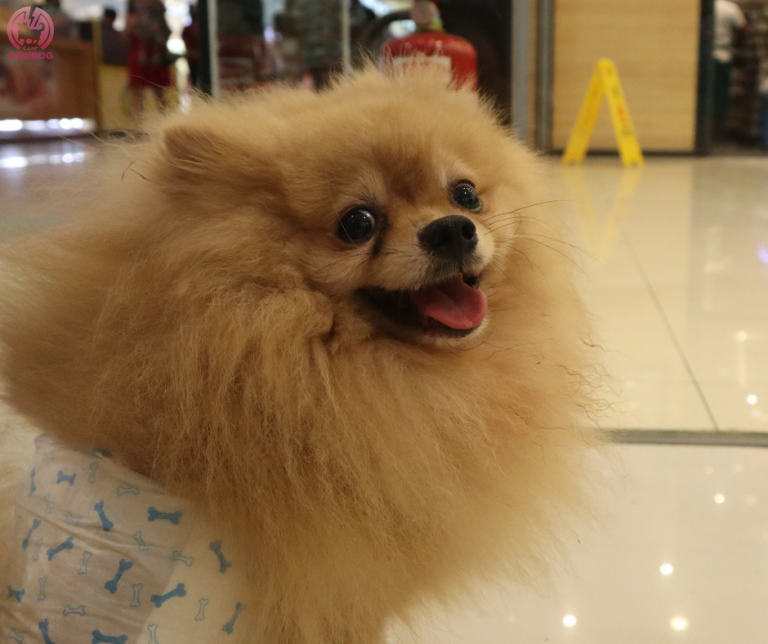 How to Say Goodbye to a Demidog - Camp Demidog